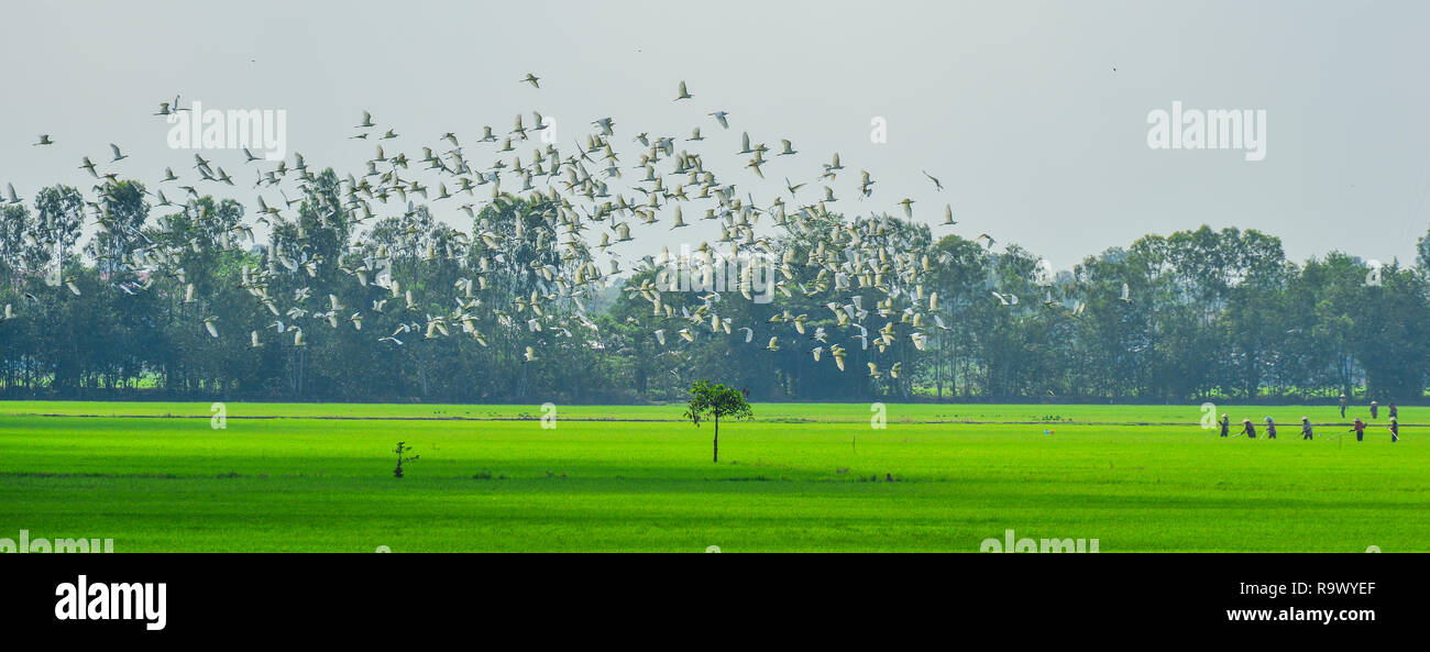 Birds flying over rice field hi-res stock photography and images - Alamy