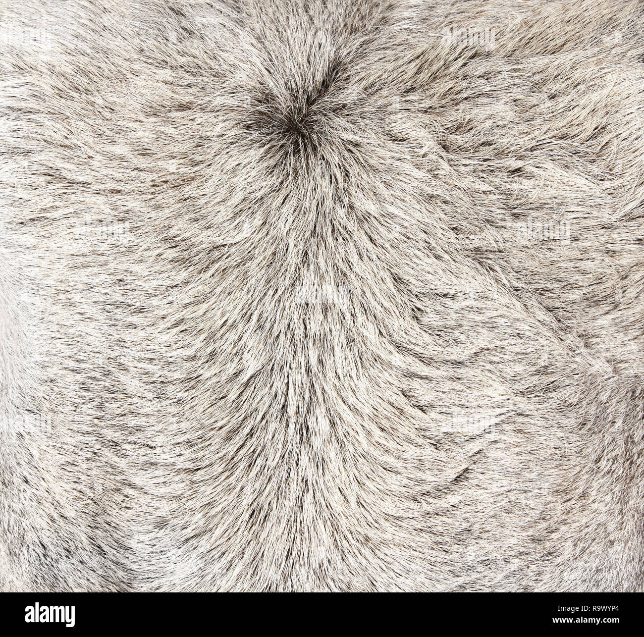 Texture of fluffy skin of asian ox Stock Photo - Alamy