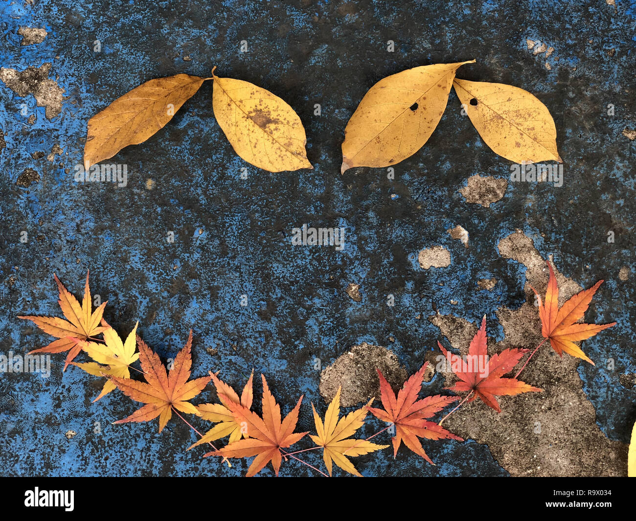 Autumn colorful leaves Stock Photo - Alamy