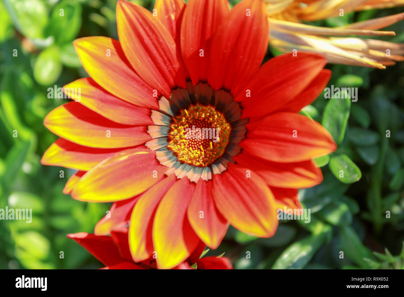 Beautiful african daisy isolated on white background Stock Photo - Alamy