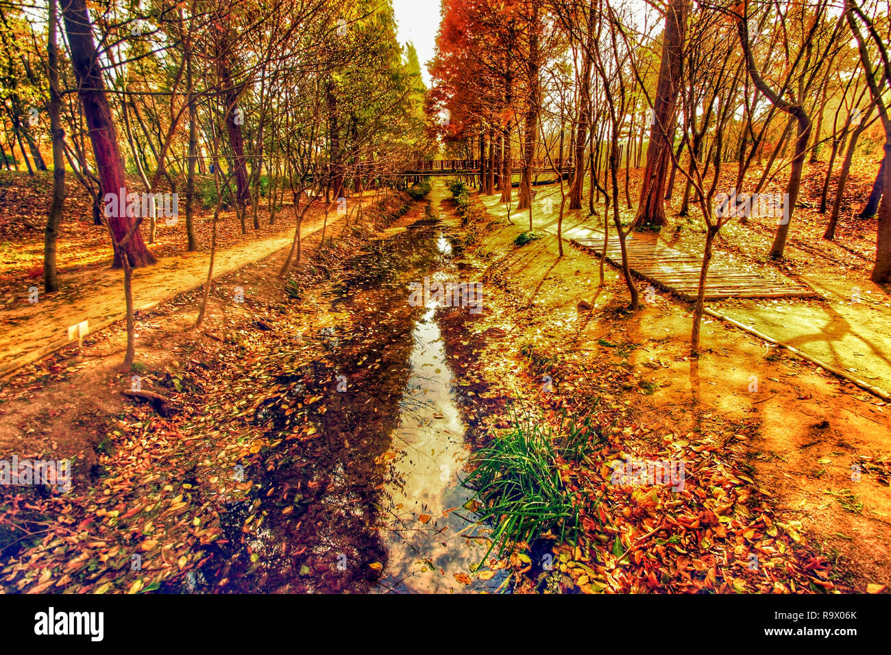 Beautiful autum forest Stock Photo - Alamy