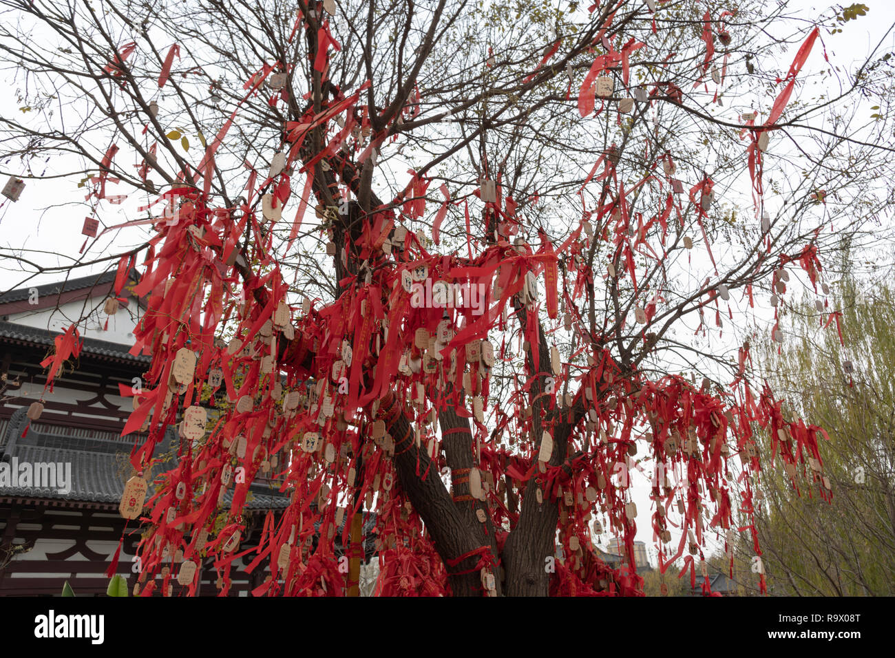 HUAQING,XIÂ´AN,,SHAANXI,CHINA-DECEMBER 7 2018 : The tree of eternal ...