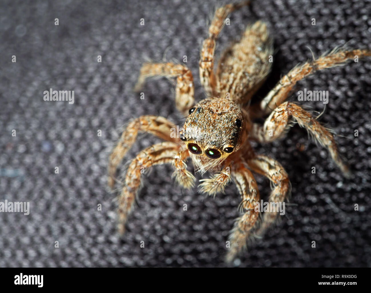 Macro Photography of Head of Jumping Spider Isolated on Background ...