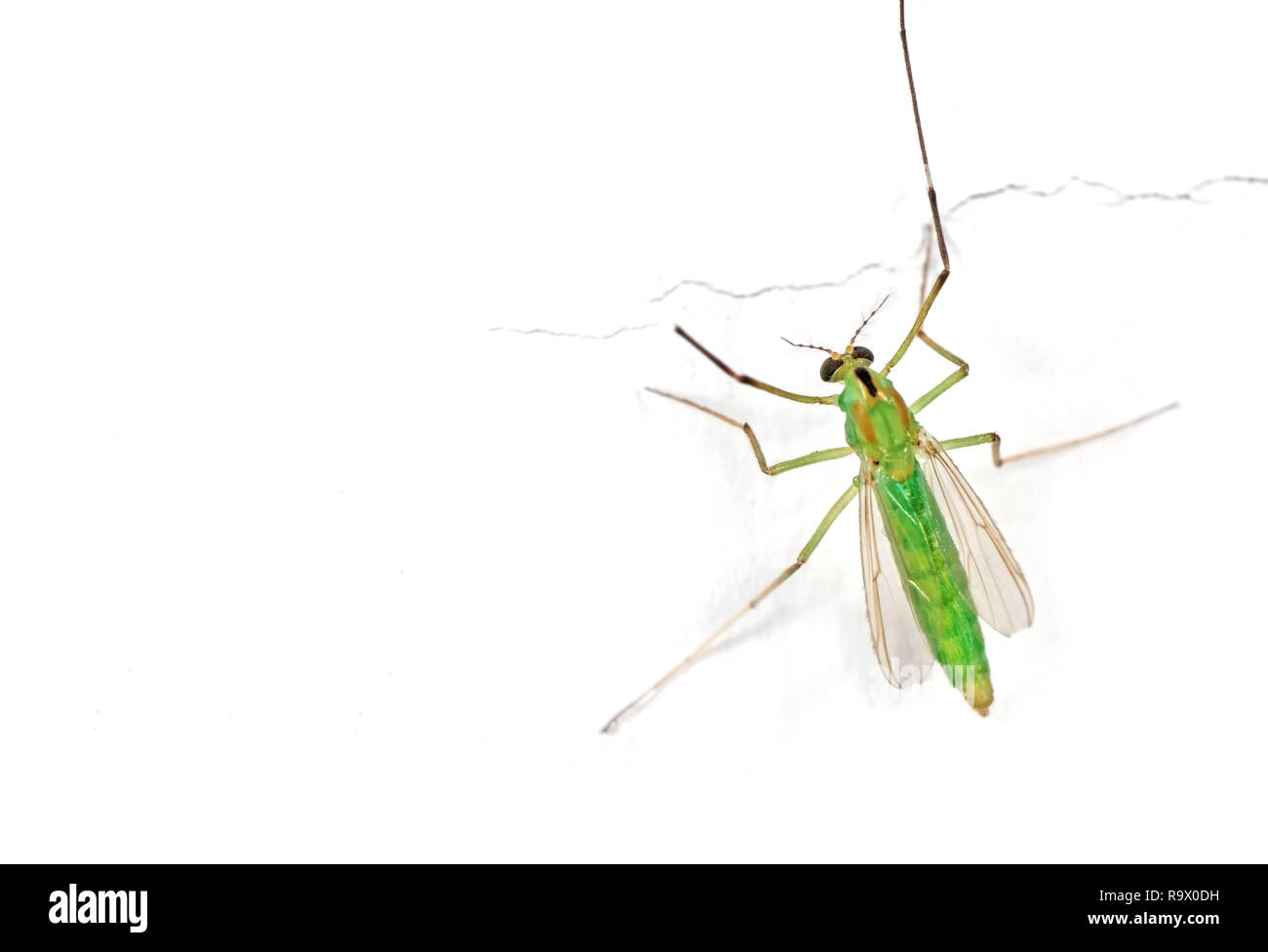 Macro Photography of Green Crane Fly on White Wall with Space Stock ...