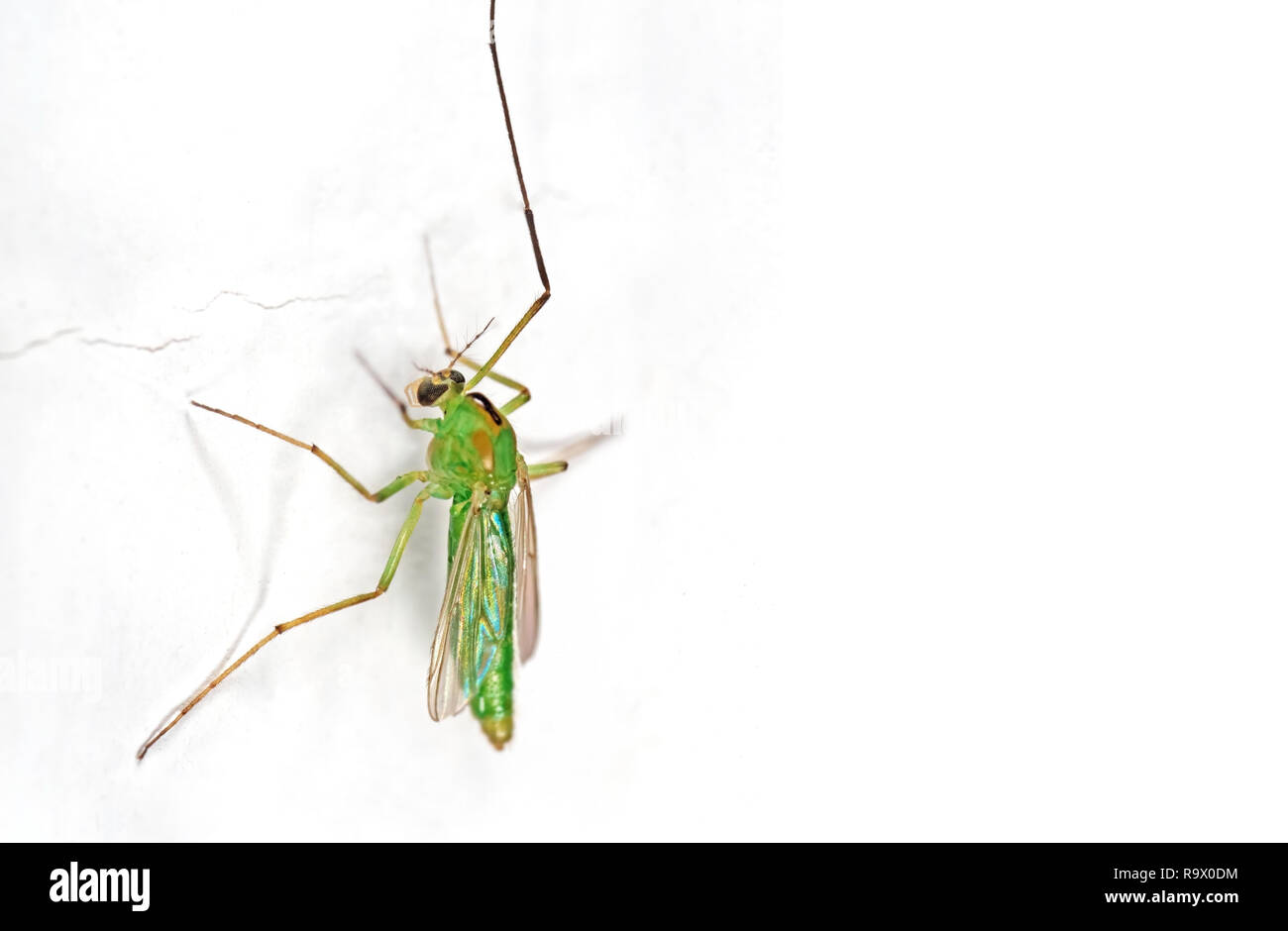 Macro Photography of Green Crane Fly on White Wall with Space Stock ...