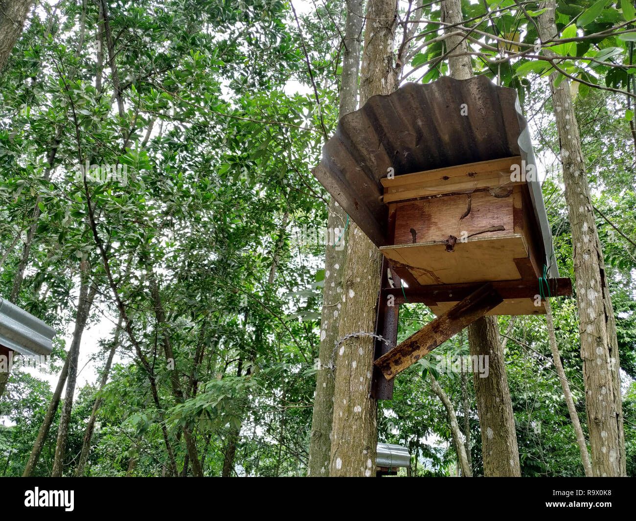 Bee hives in the tropical forest Stock Photo - Alamy