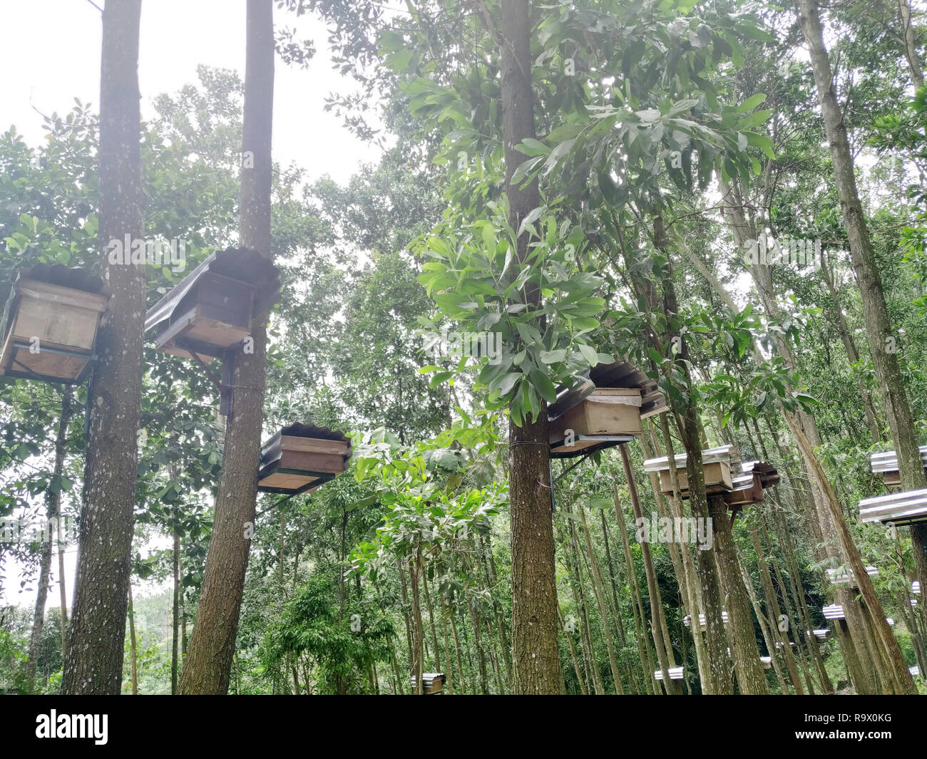 Bee hives in the tropical forest Stock Photo - Alamy