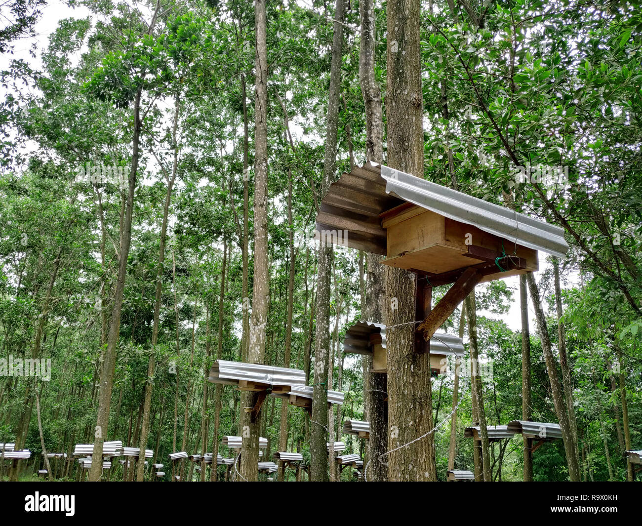 Bee hives in the tropical forest Stock Photo - Alamy