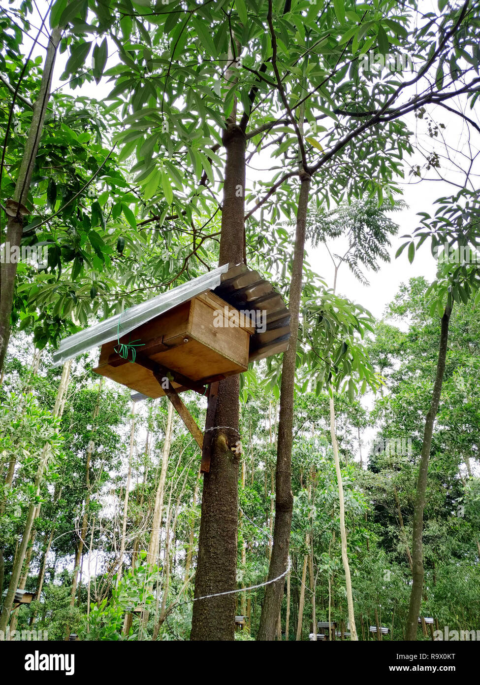 Bee hives in the tropical forest Stock Photo - Alamy
