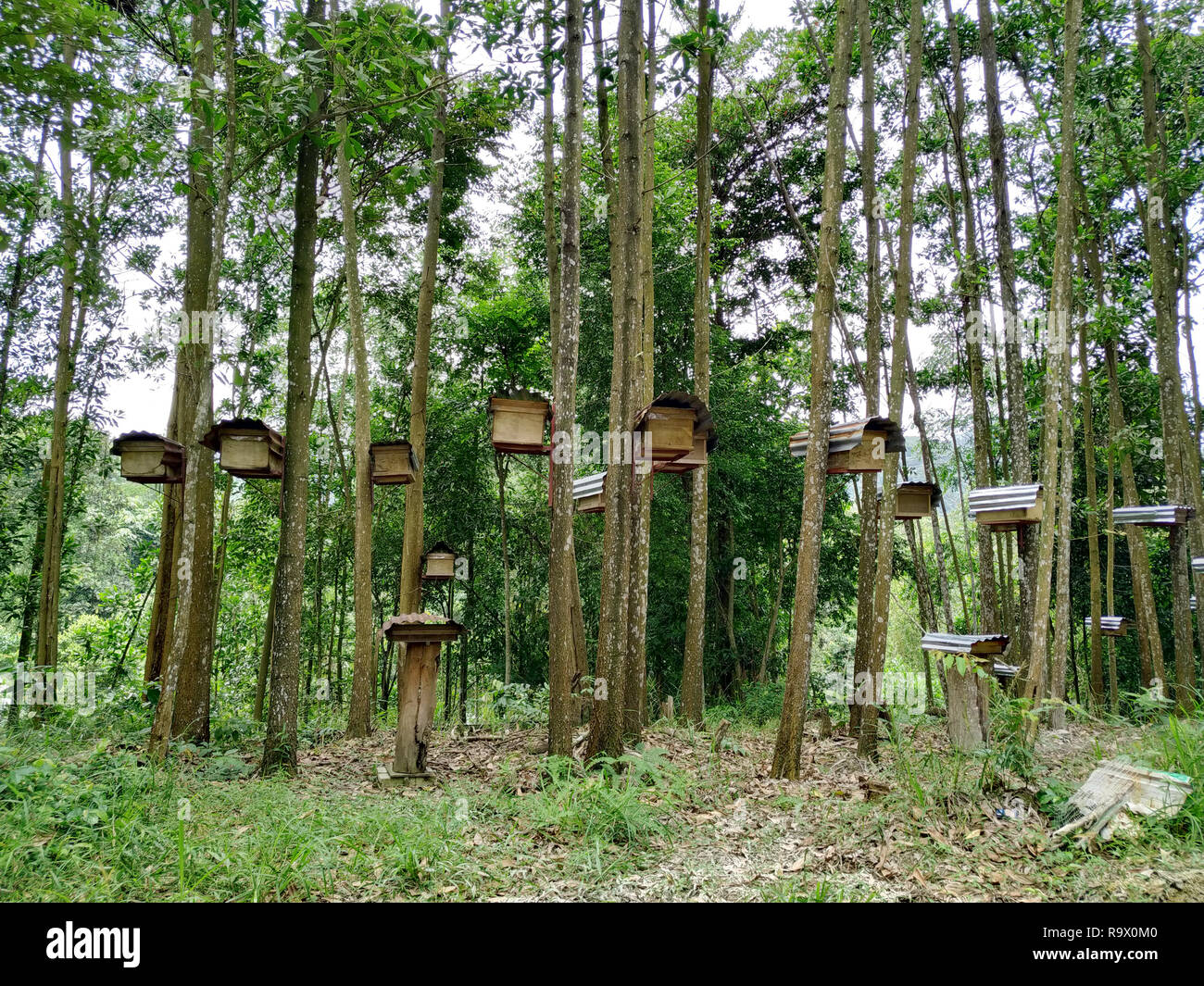Bee hives in the tropical forest Stock Photo - Alamy