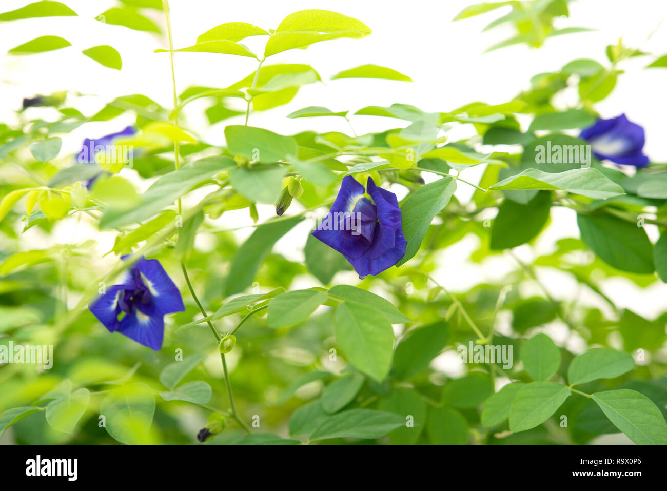 Blue butterfly pea flowers tree plant Stock Photo - Alamy