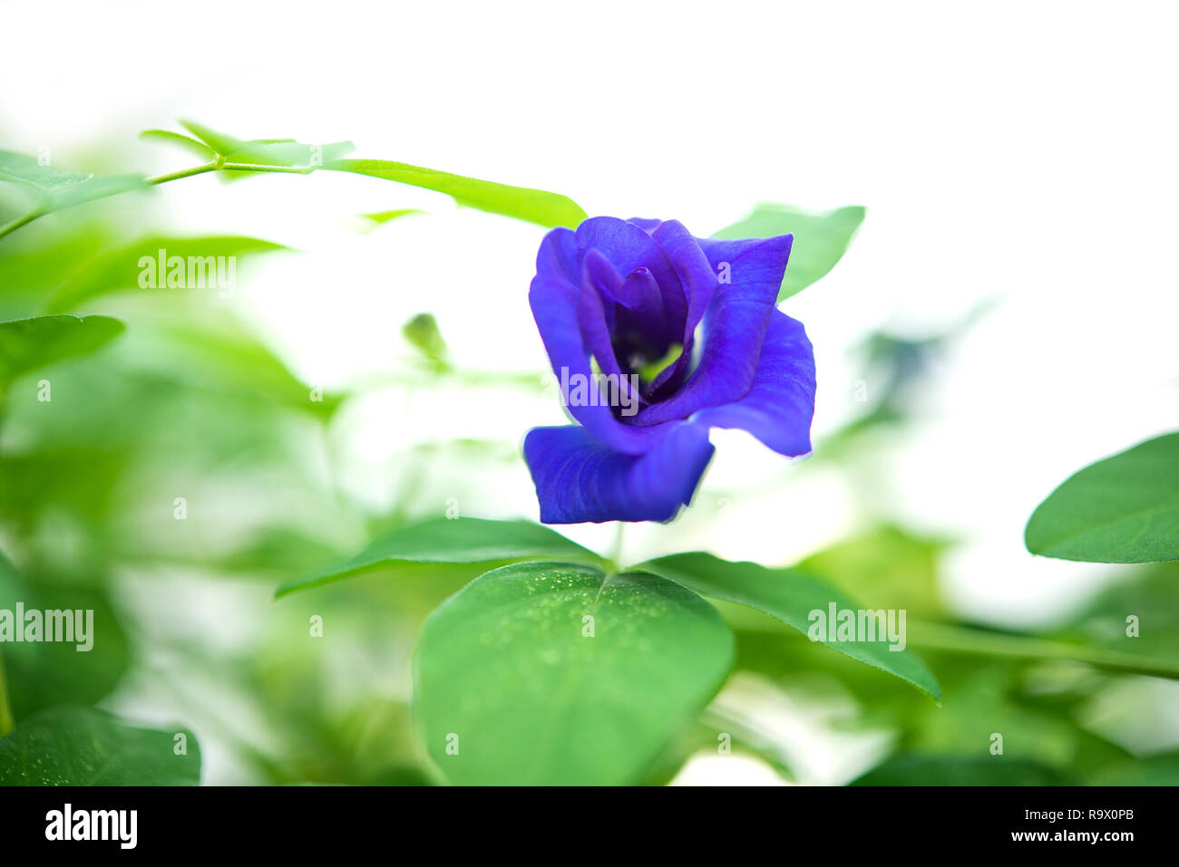 Blue butterfly pea flowers tree plant close up Stock Photo - Alamy