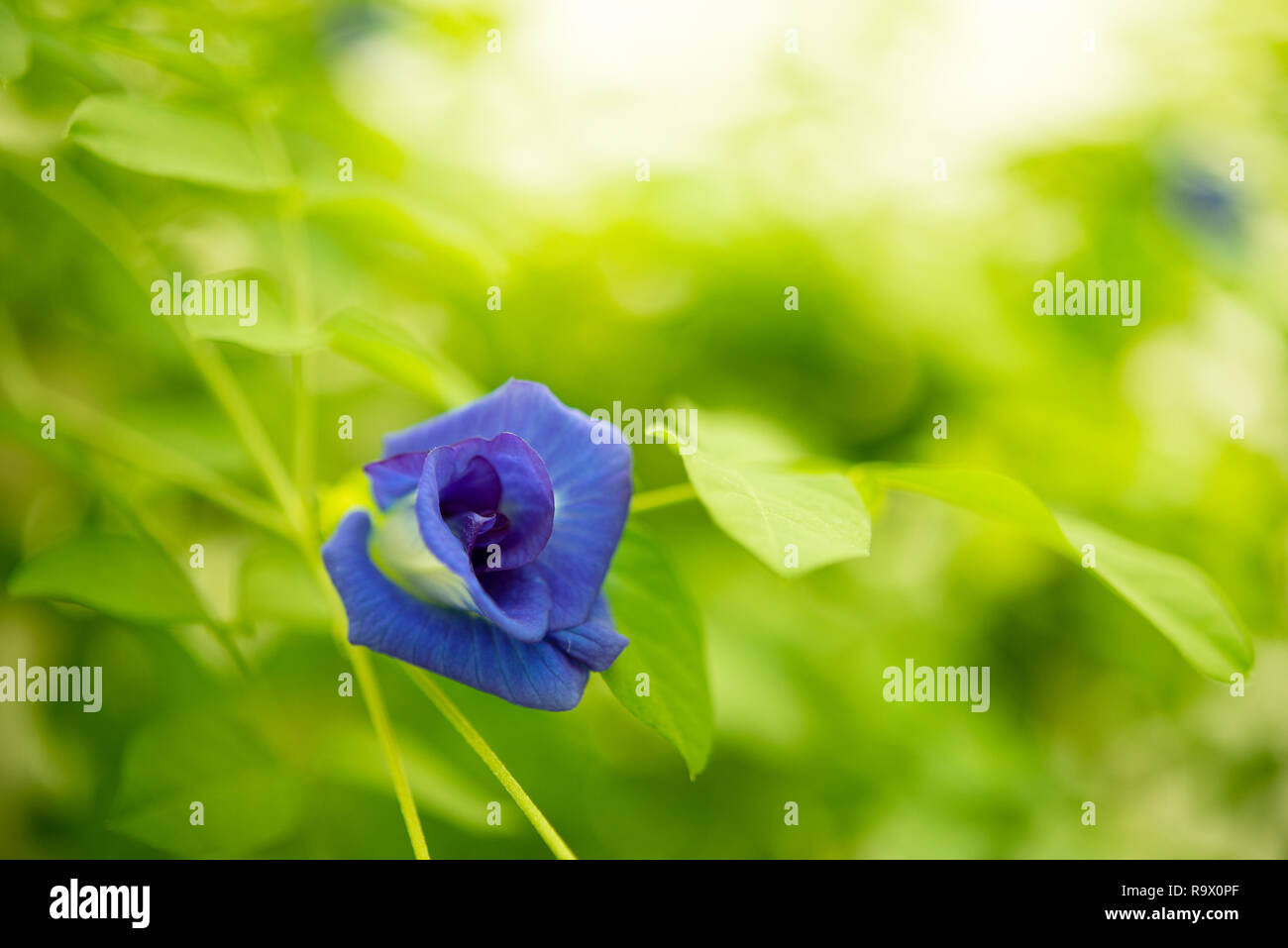 Blue butterfly pea flowers tree plant close up Stock Photo - Alamy