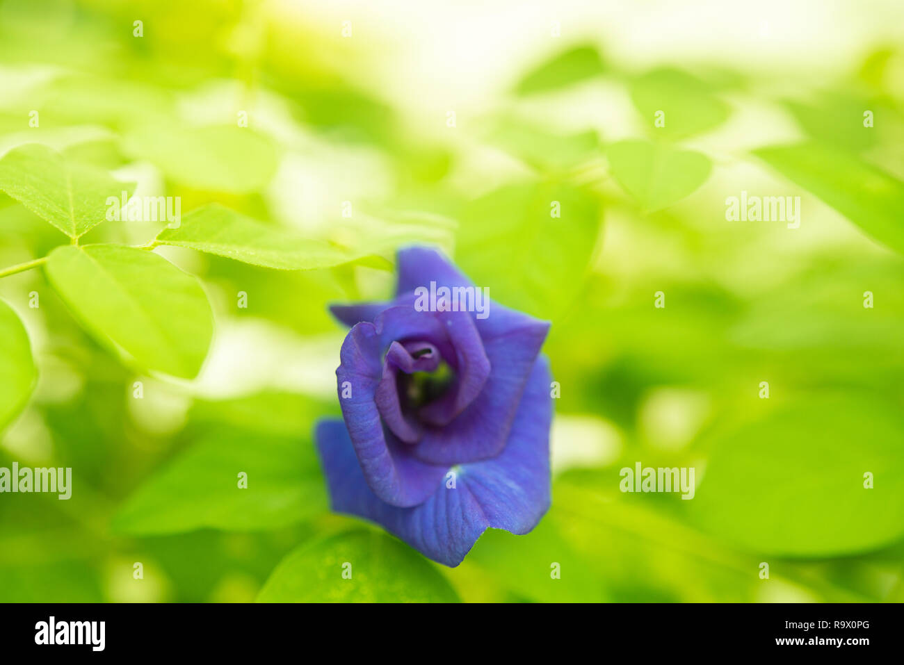 Blue butterfly pea flowers tree plant close up Stock Photo - Alamy