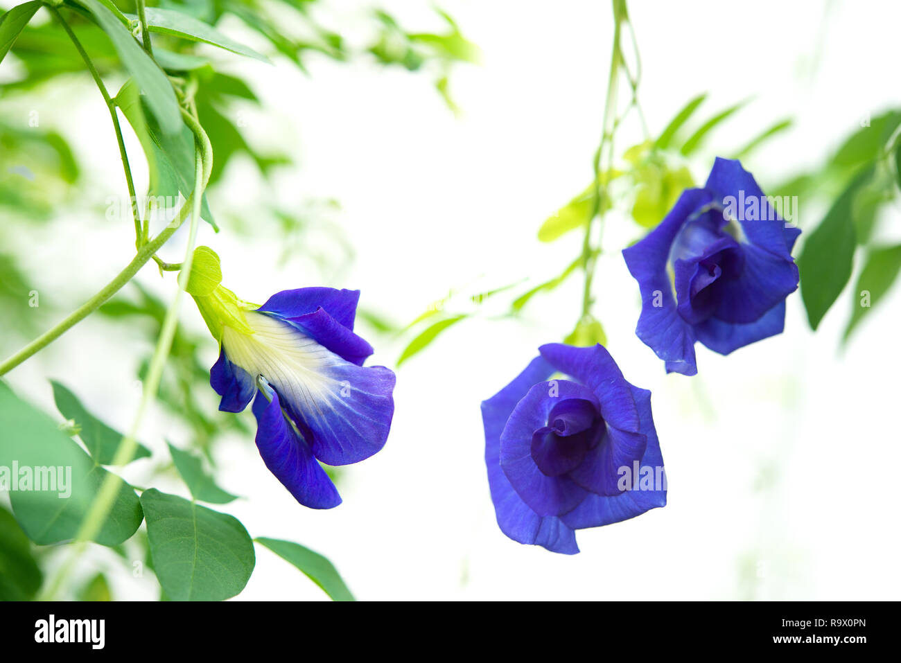 Blue butterfly pea flowers tree plant isolated white background Stock ...