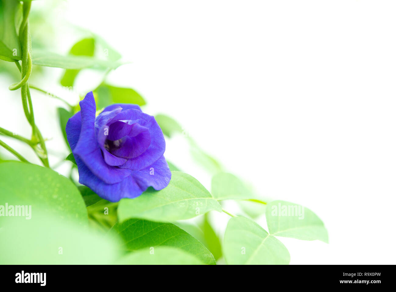 Blue butterfly pea flowers tree plant isolated white background Stock ...