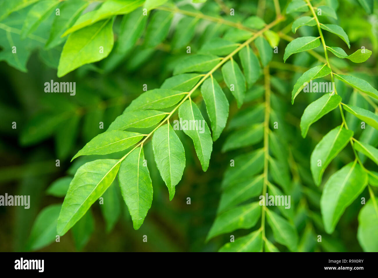 Curry leaf tree hi-res stock photography and images - Alamy