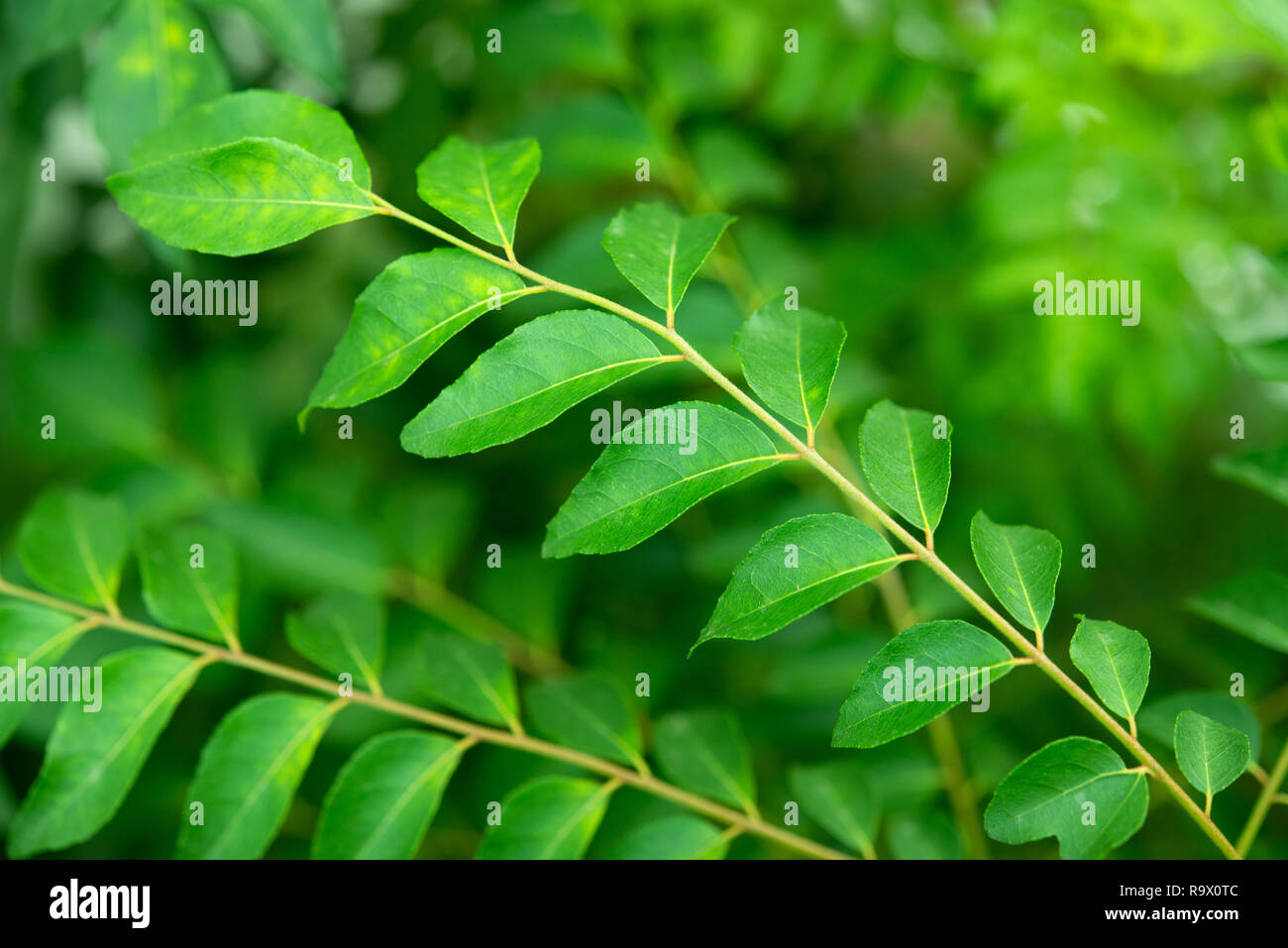 Curry tree leaf hi-res stock photography and images - Alamy