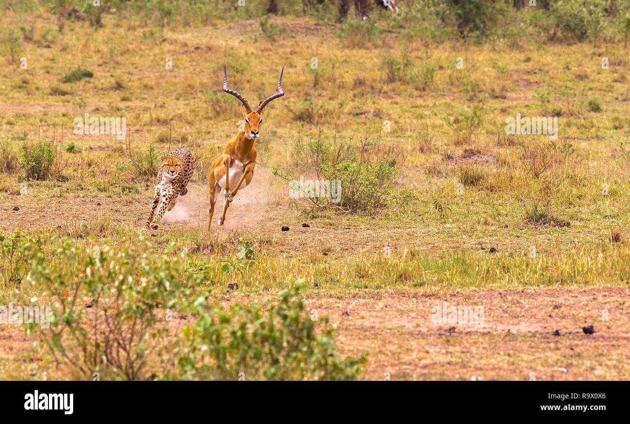 Photo series: Cheetah hunting for big Impala. The high-speed episode ...