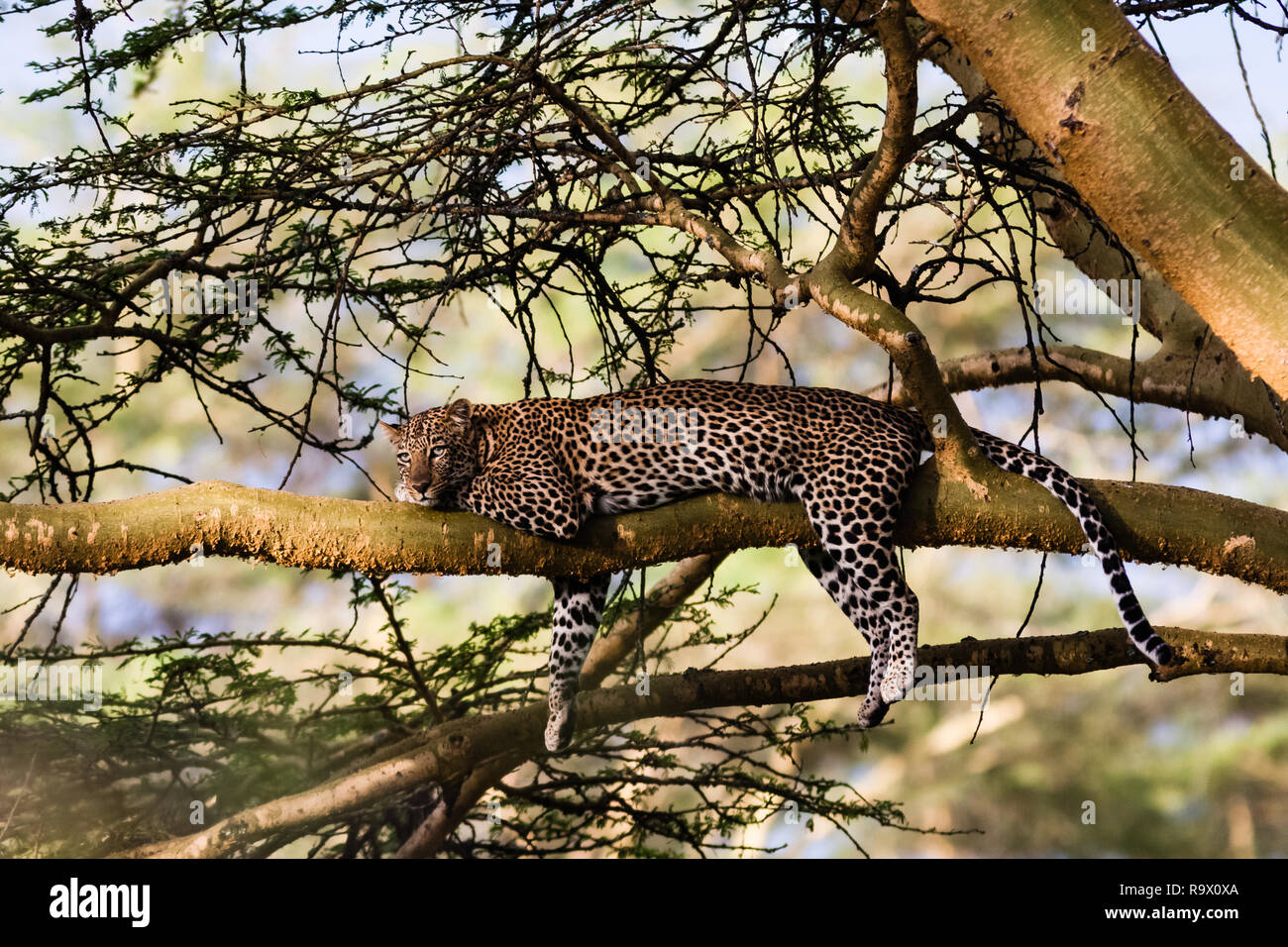 Leopard resting on a tree. Nakuru, Kenya Stock Photo - Alamy