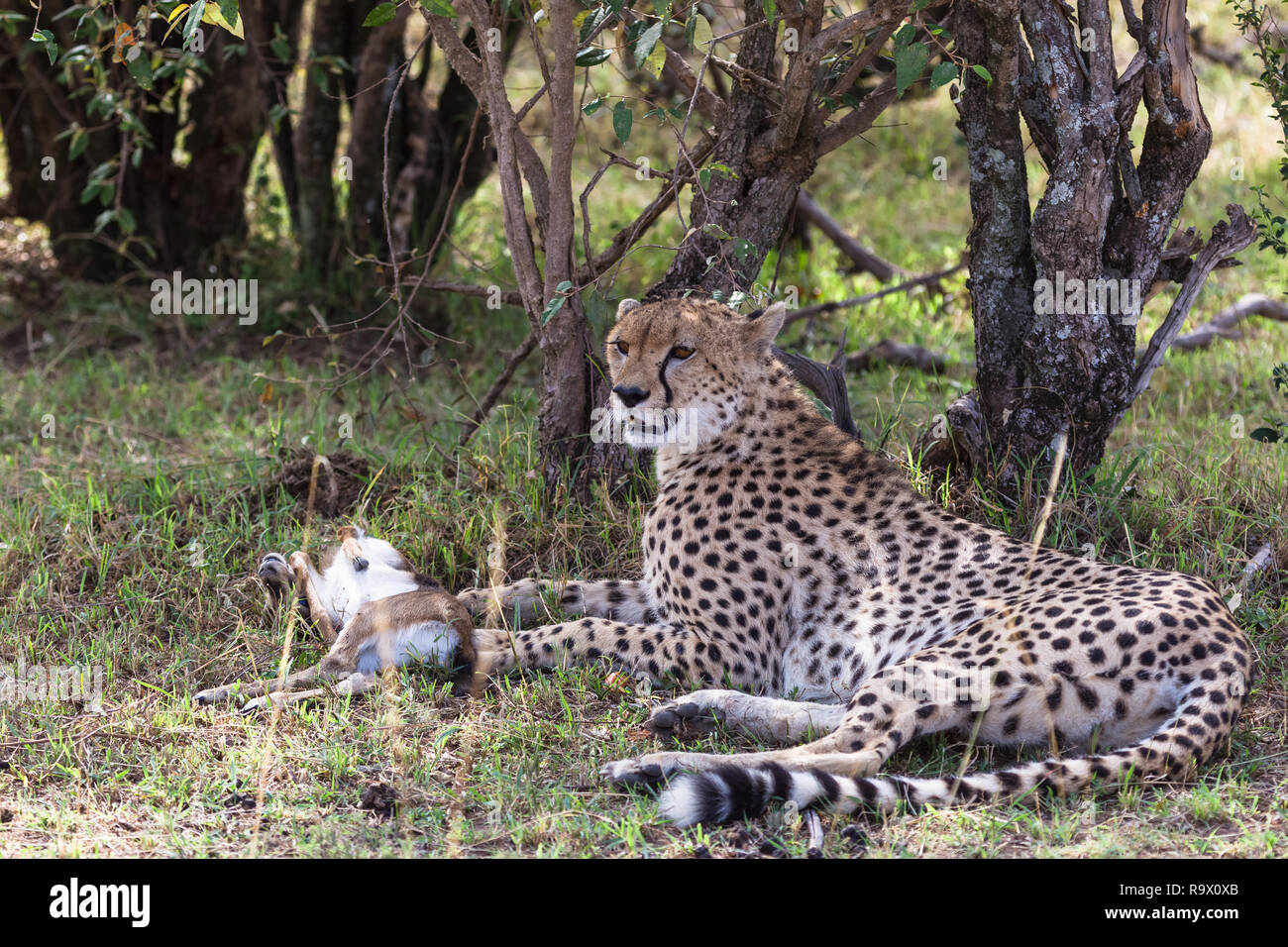 Cheetah Chasing Antelope High Resolution Stock Photography and Images ...