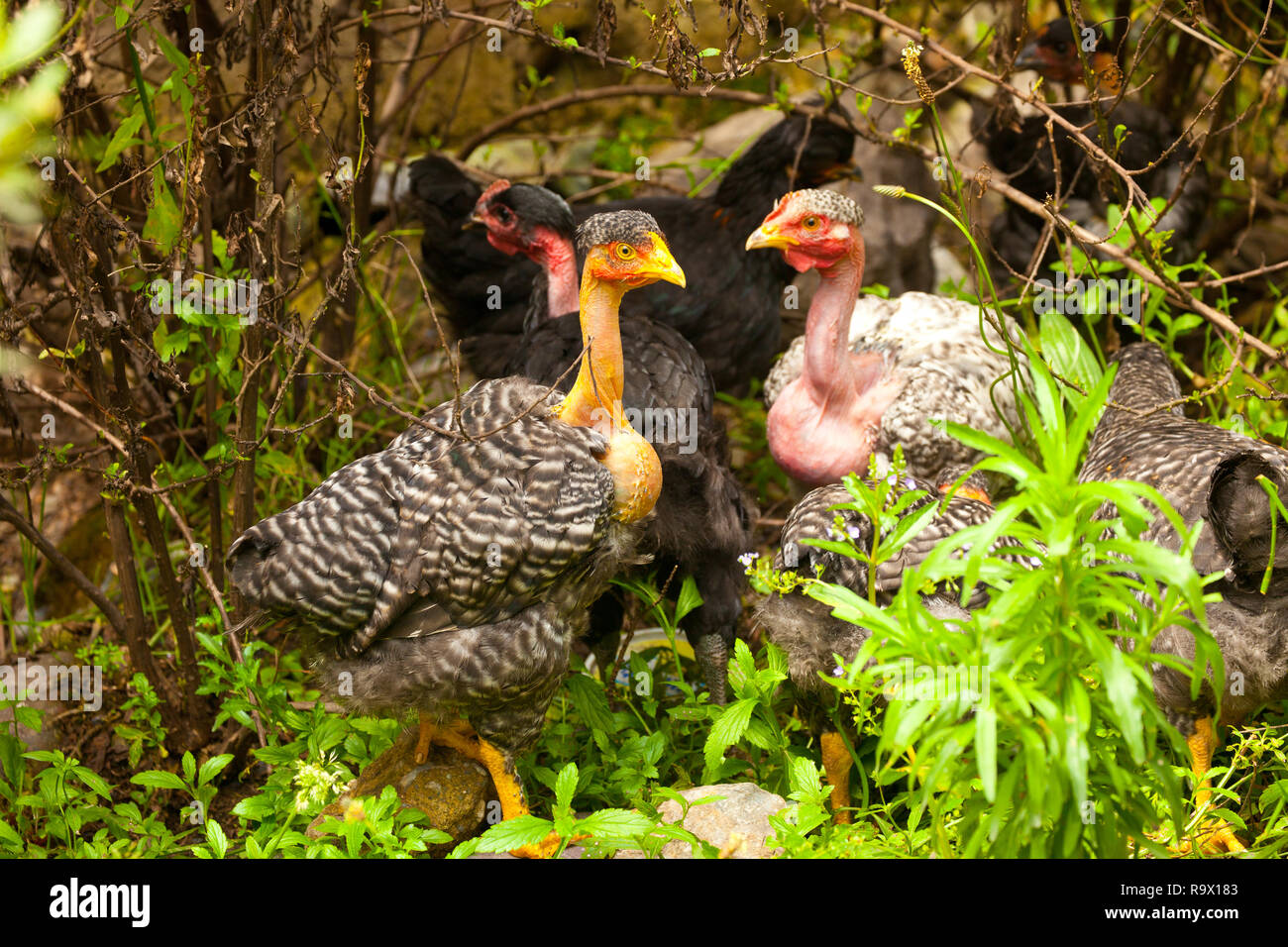 Turkey and peru hi-res stock photography and images - Alamy