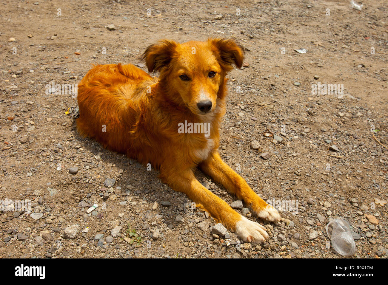 Dog Of The Incas High Resolution Stock Photography and Images - Alamy