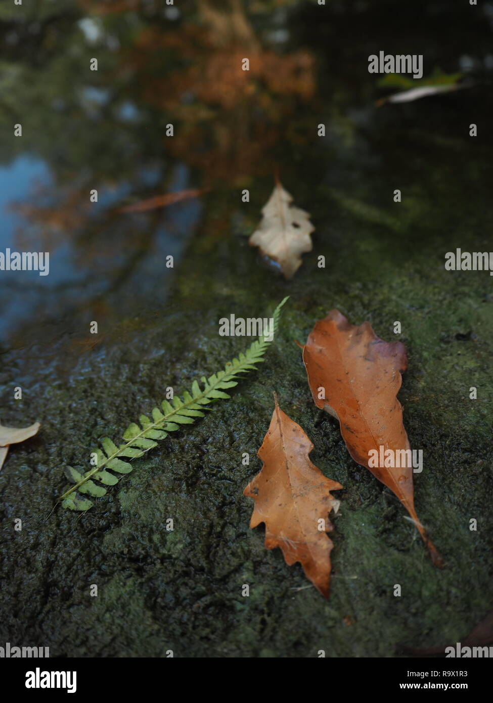 Autumn leaves reflecting in a pond in the botanical gardens of Cologne ...