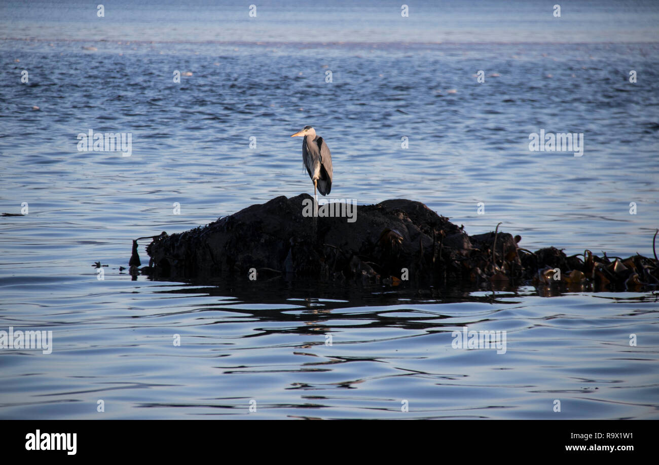 Grey heron ireland hi-res stock photography and images - Alamy