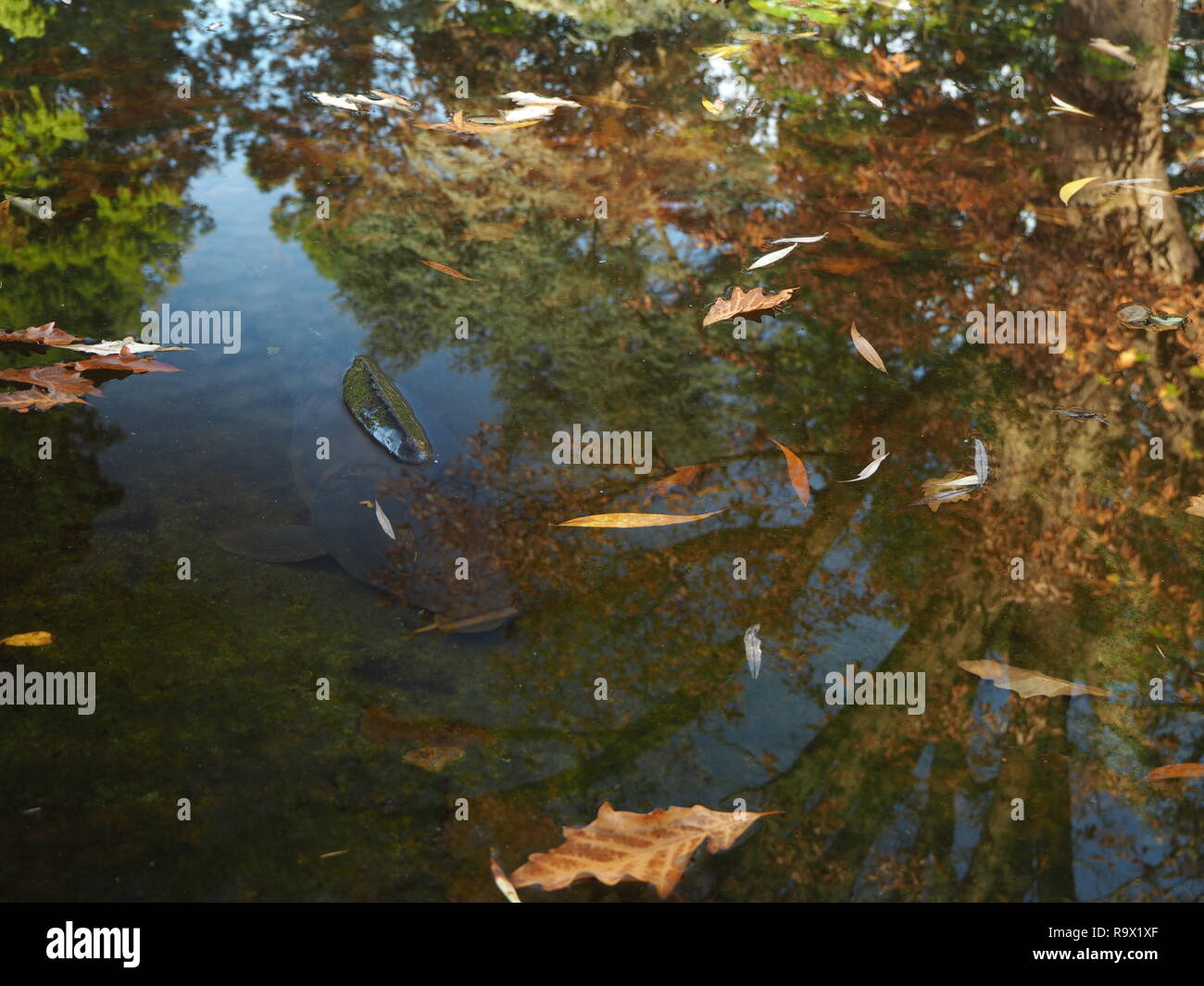 Fish in a pond with the autumn coloured trees reflecting the surface ...