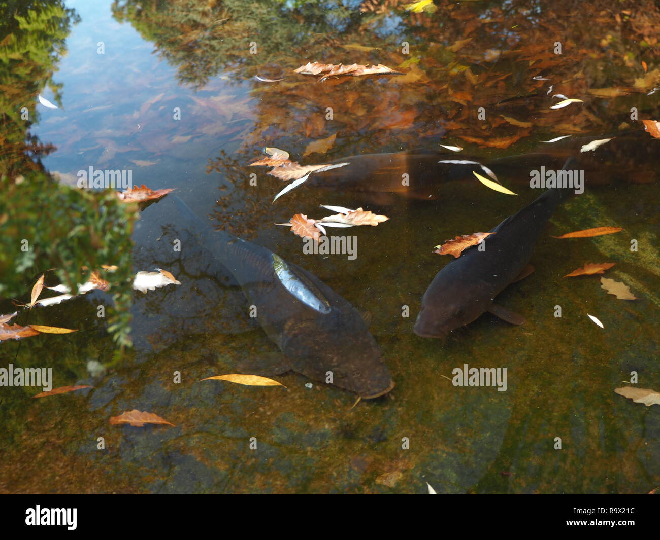 Fish in a pond with the autumn coloured trees reflecting the surface ...