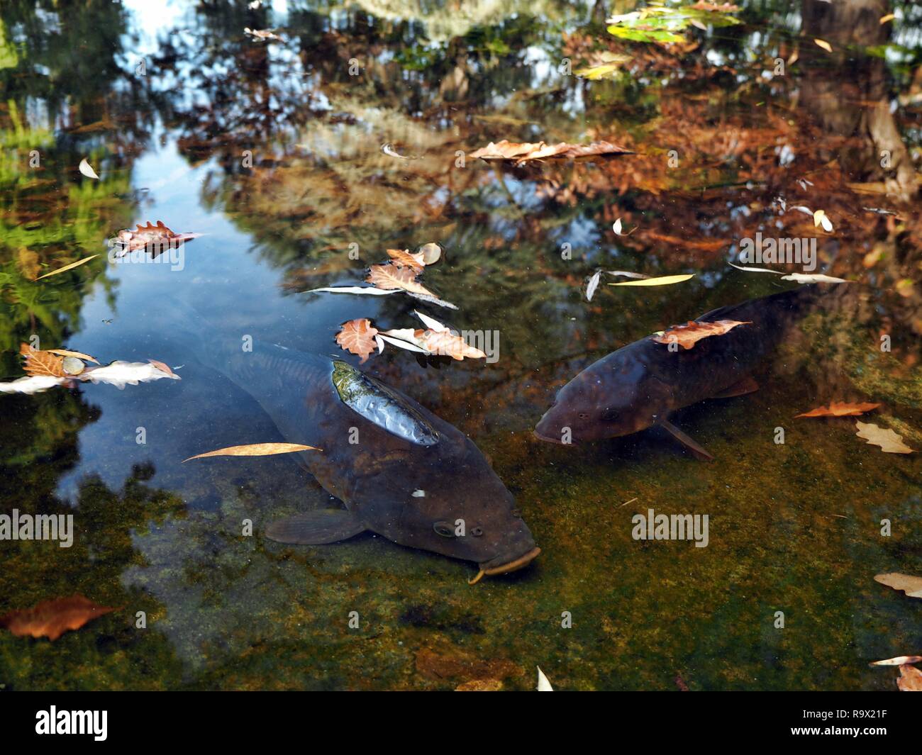 Fish in a pond with the autumn coloured trees reflecting the surface ...