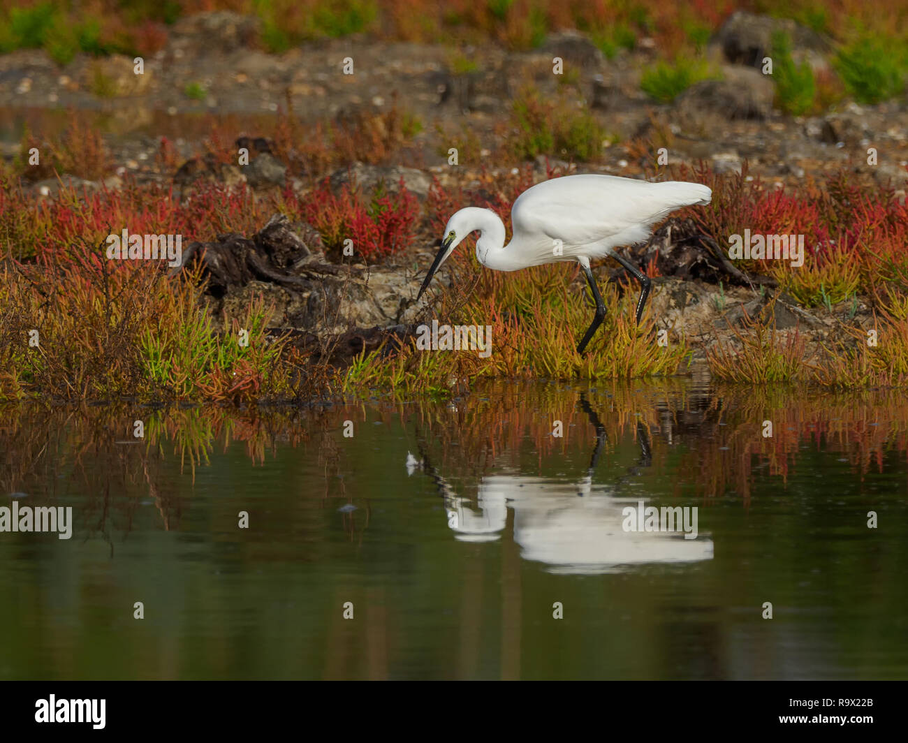 Flight bird birds mallorca hi-res stock photography and images - Alamy