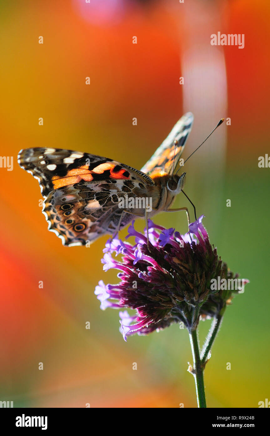 October butterfly uk hi-res stock photography and images - Alamy
