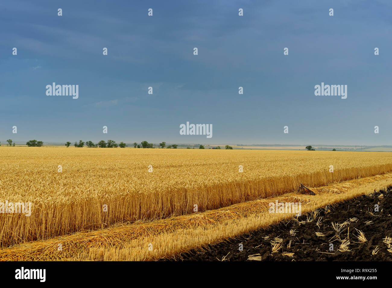 Yellow grain ready for harvest growing in a farm field Stock Photo - Alamy
