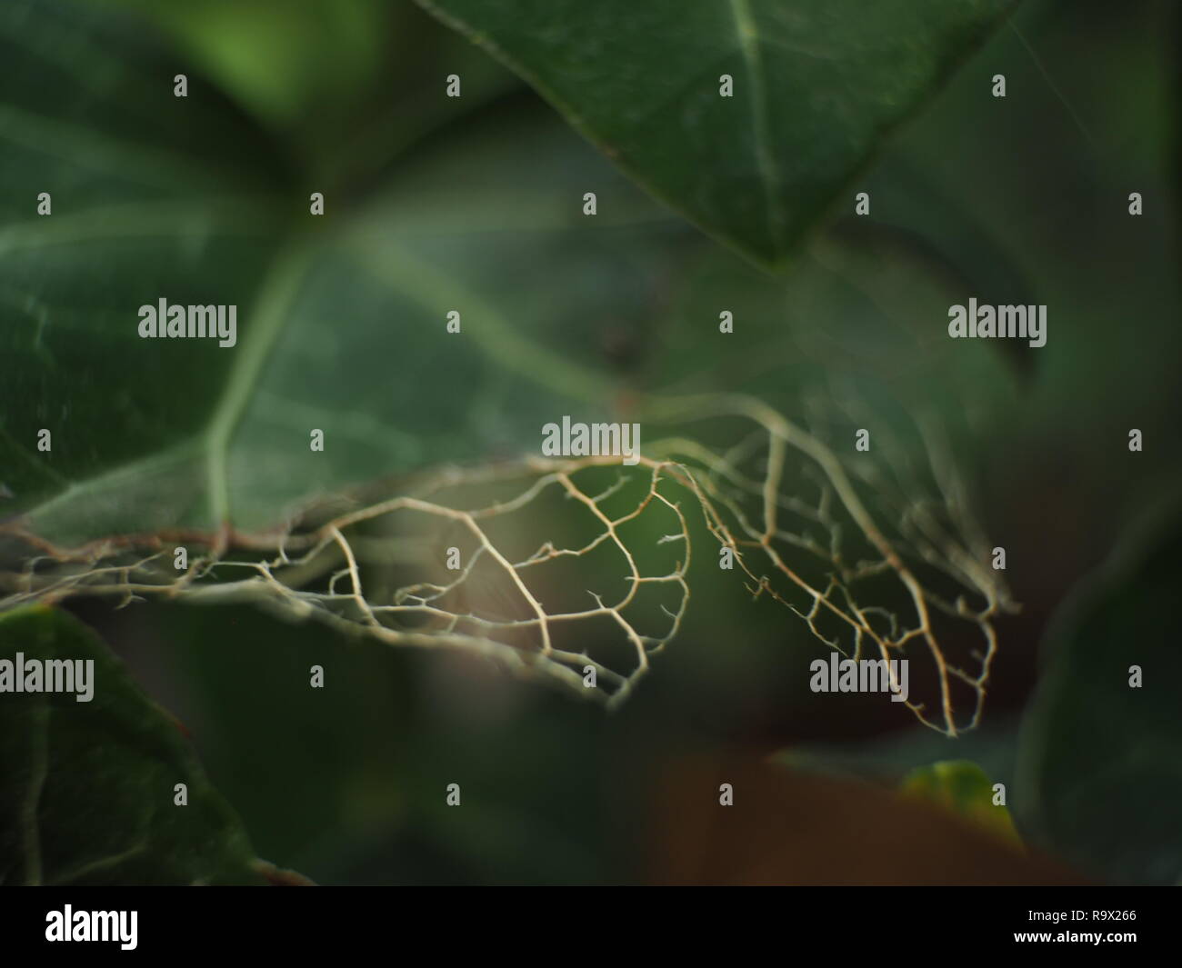 Beautiful green leaf close up Stock Photo - Alamy