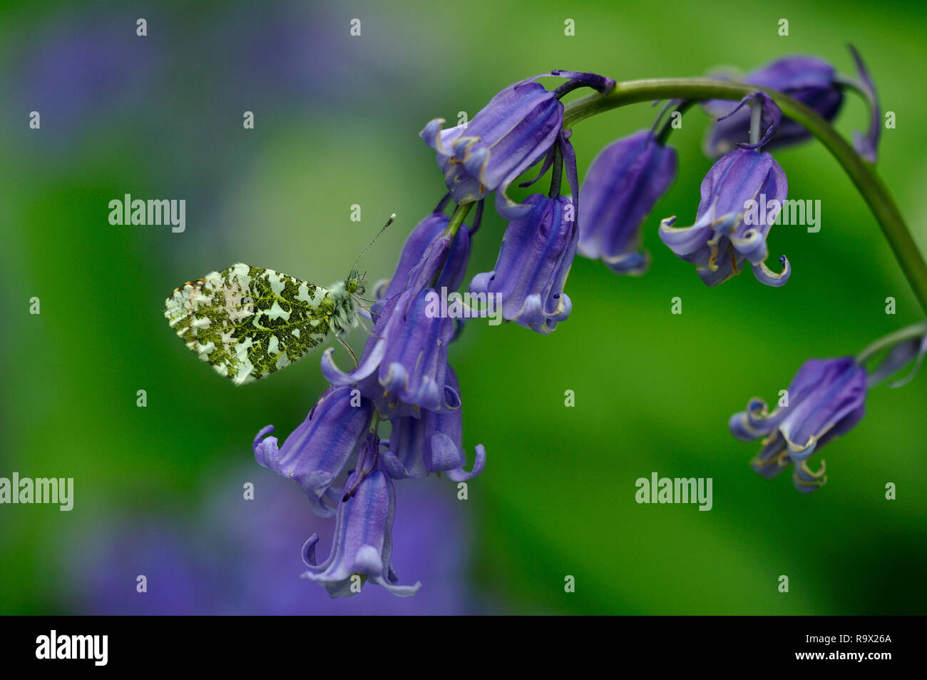 Winged tips hi-res stock photography and images - Alamy