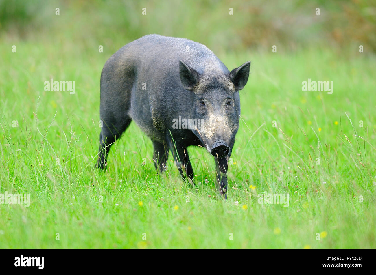 Female wild boar in field (captive). Devon UK July Stock Photo - Alamy