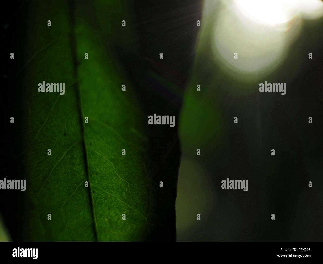 Beautiful green leaf hi-res stock photography and images - Alamy