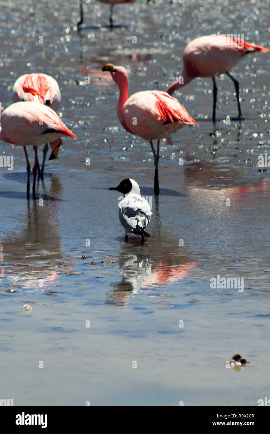 Flock of pink flamingos walking in high altitude lake, Laguna verde ...