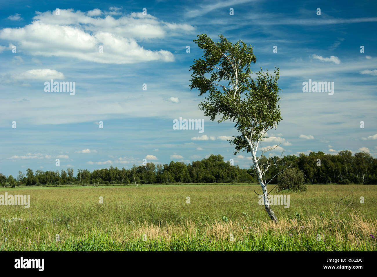 Tilted birch tree in the meadow, forest on the horizon and white clouds ...