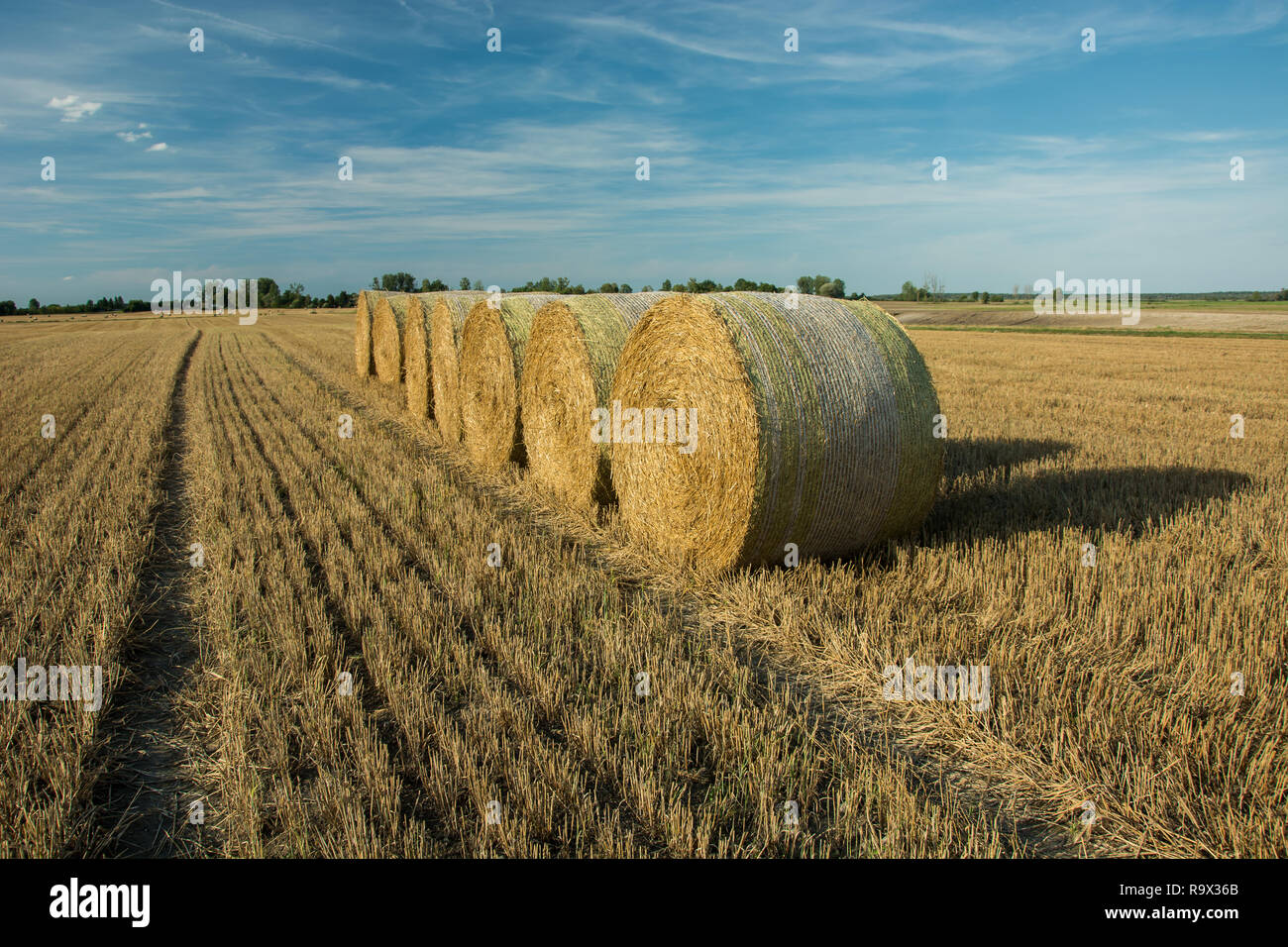 Round hay bales stacked in a row on field and blue sky Stock Photo - Alamy