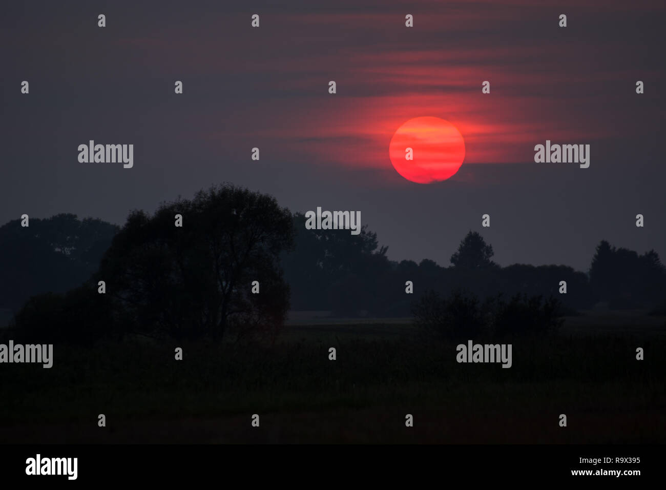 Large setting red sun and trees on a wild meadow Stock Photo - Alamy