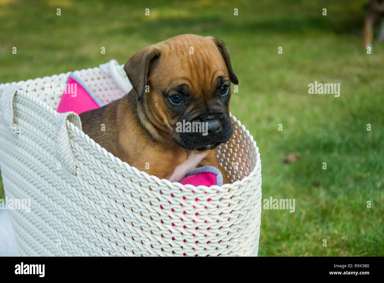 Small brown boxer puppy in a white basket - portrait Stock Photo - Alamy