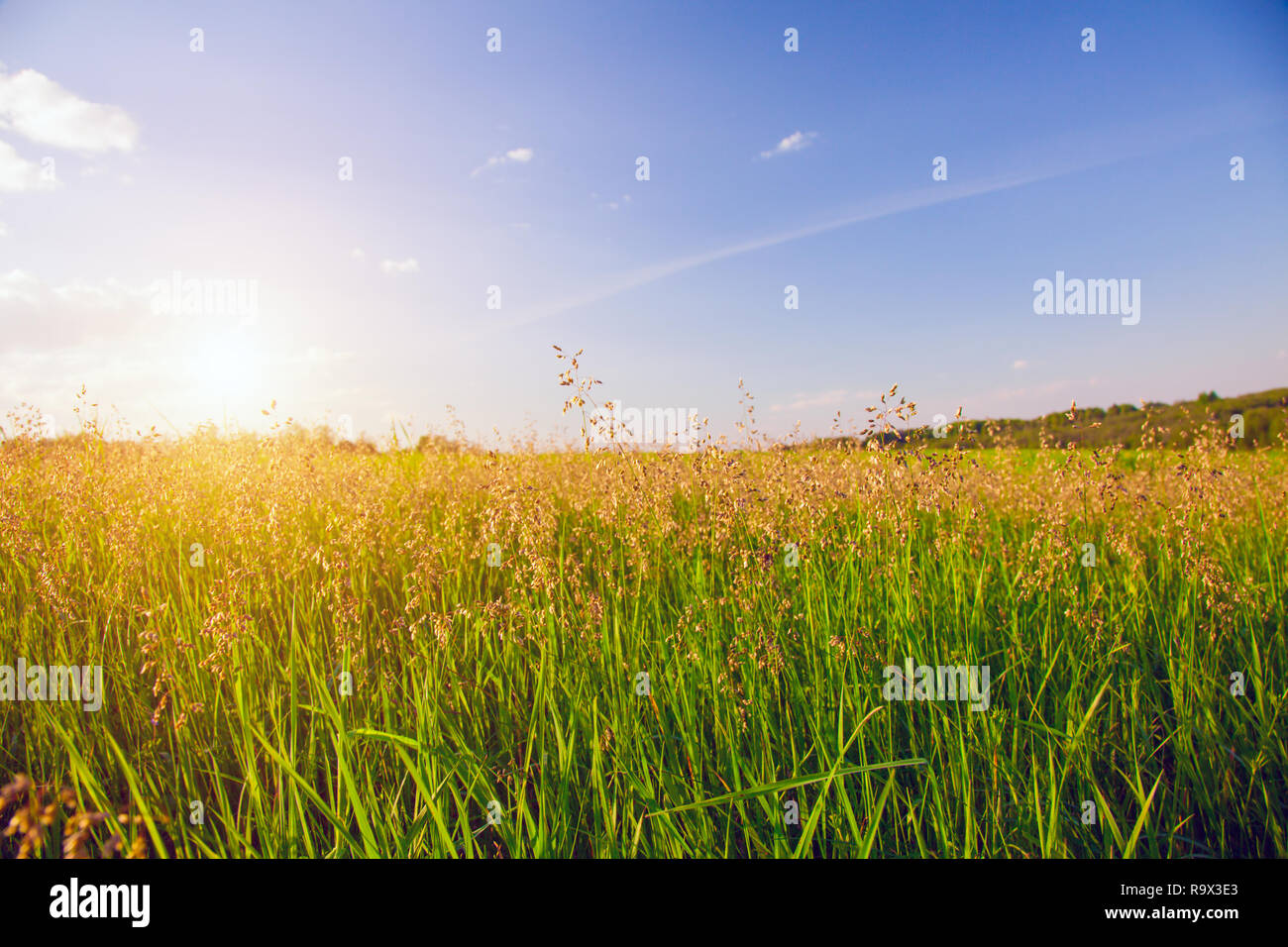 sunset and grass Stock Photo - Alamy