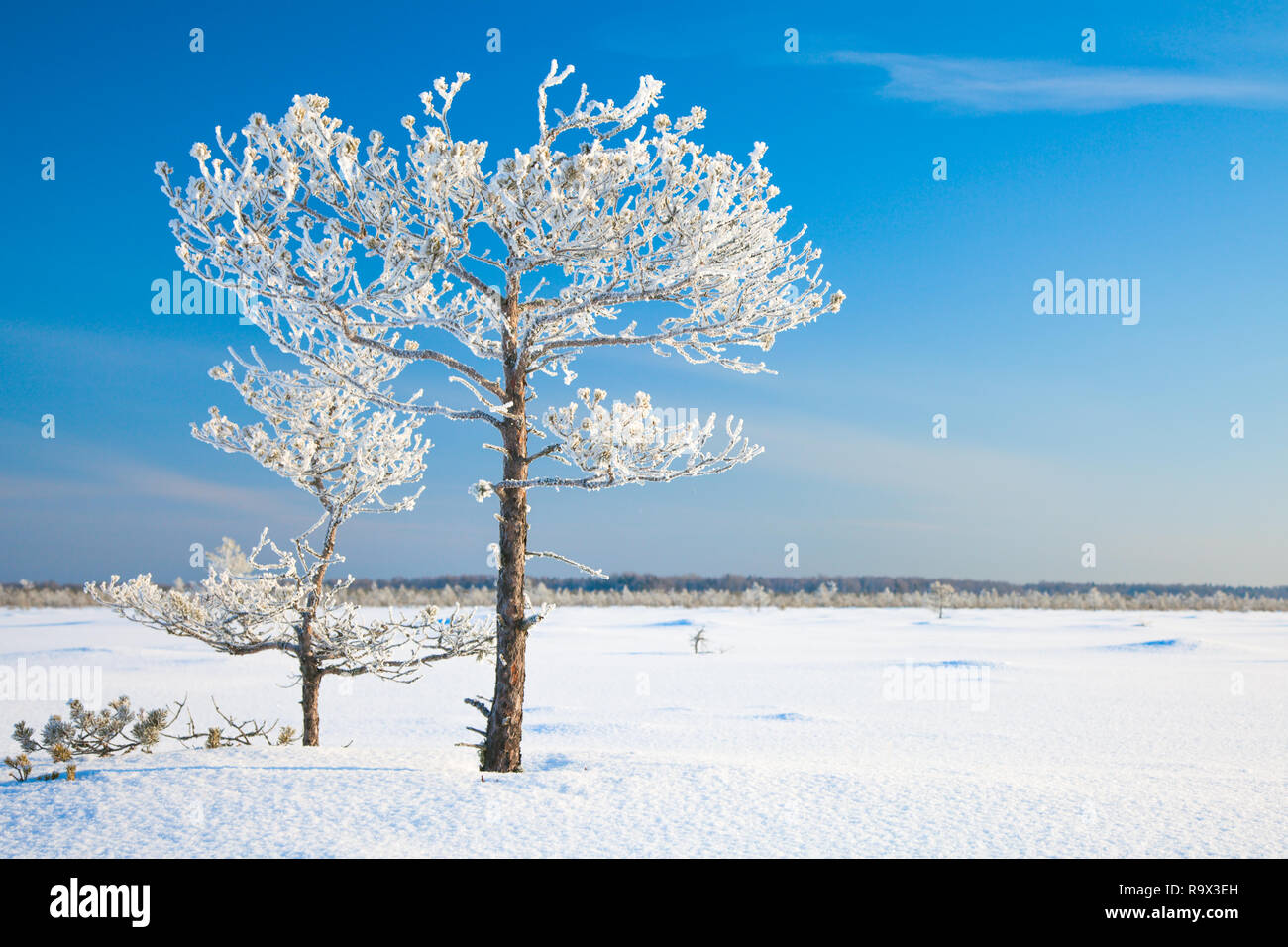 Zima blue hi-res stock photography and images - Alamy