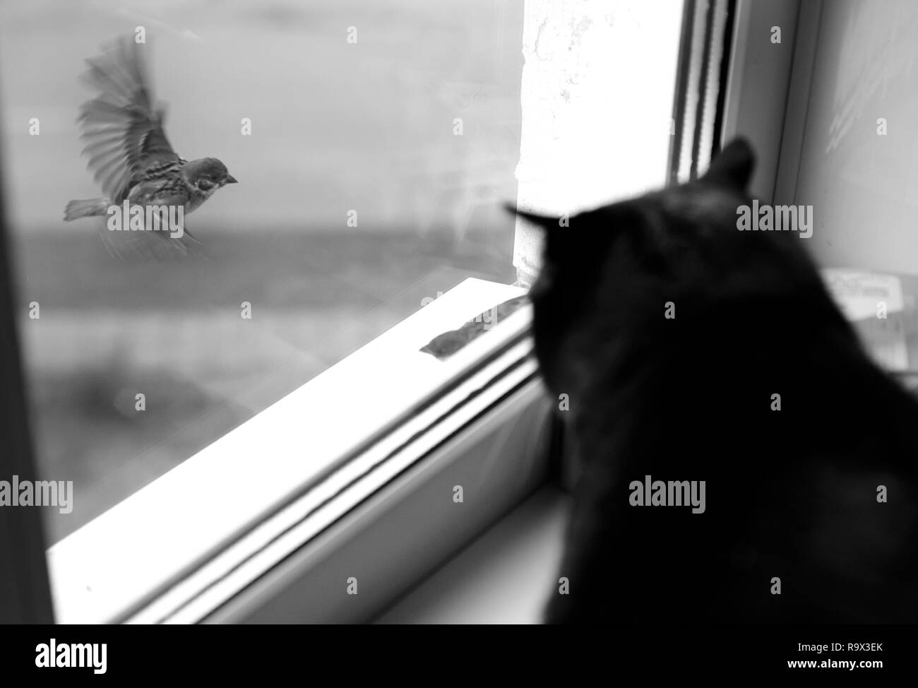Cat watching bird on the window, hunting Stock Photo - Alamy