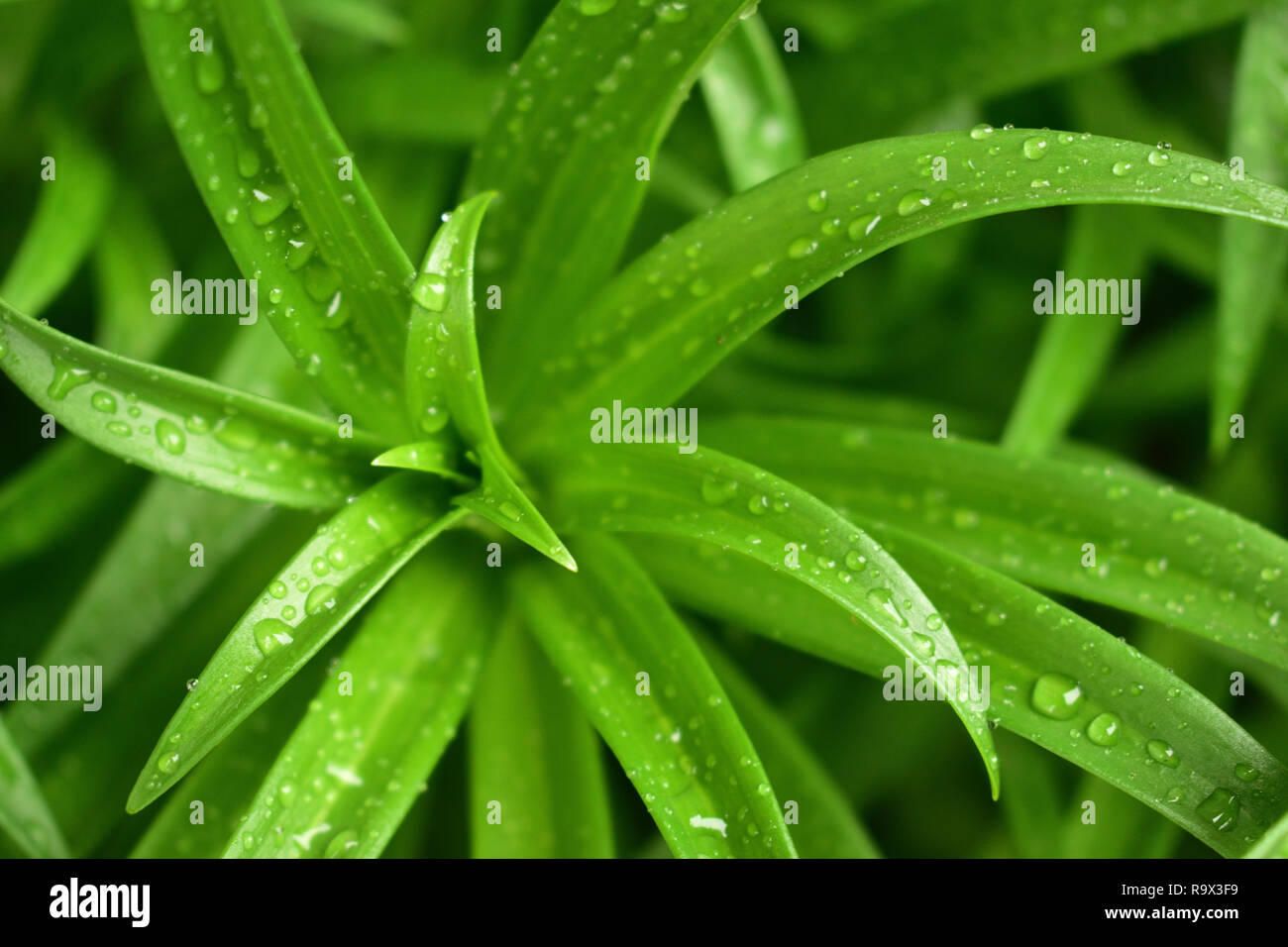 Lily close up easter hi-res stock photography and images - Alamy