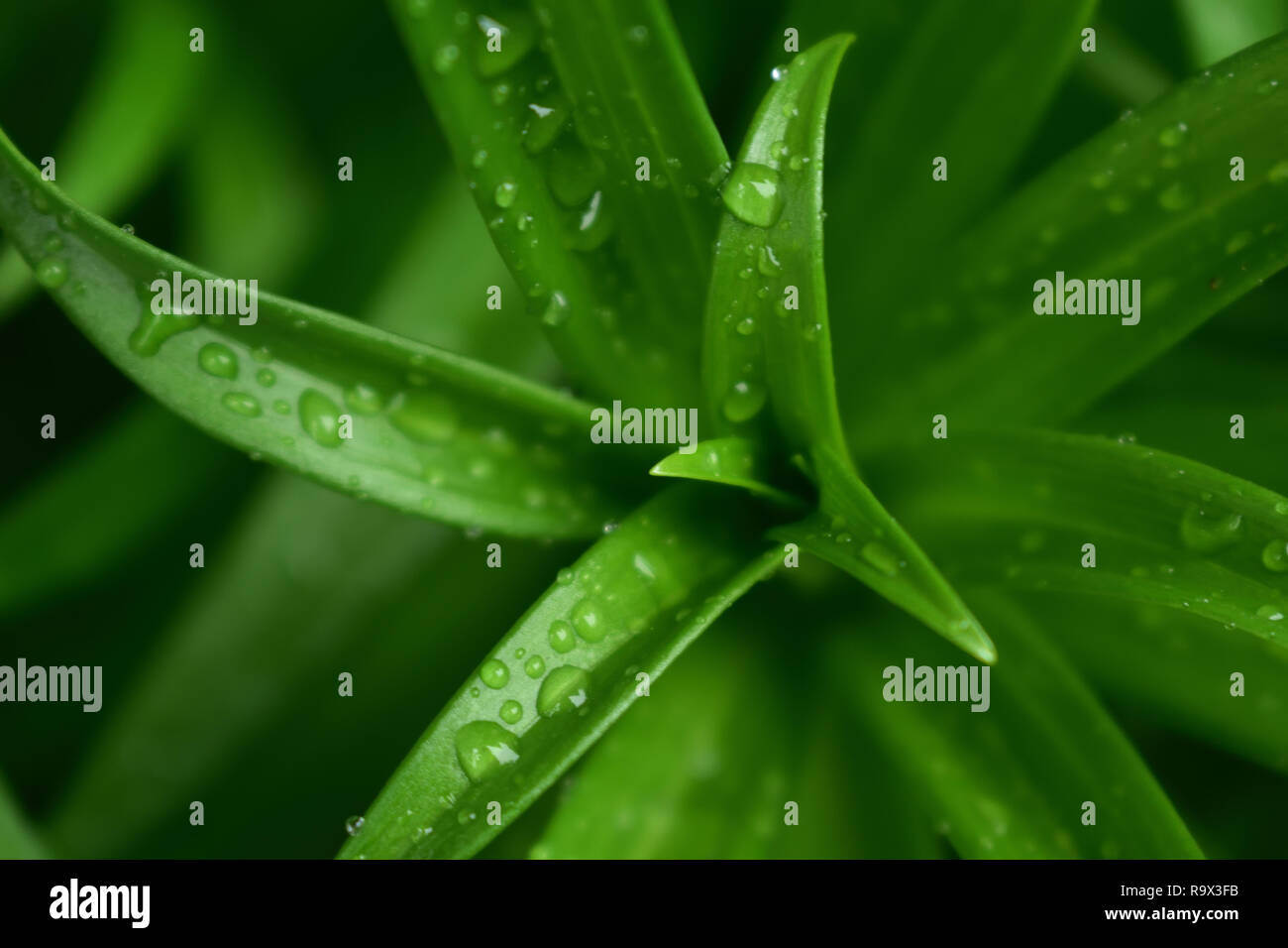 Lily leaf hi-res stock photography and images - Alamy