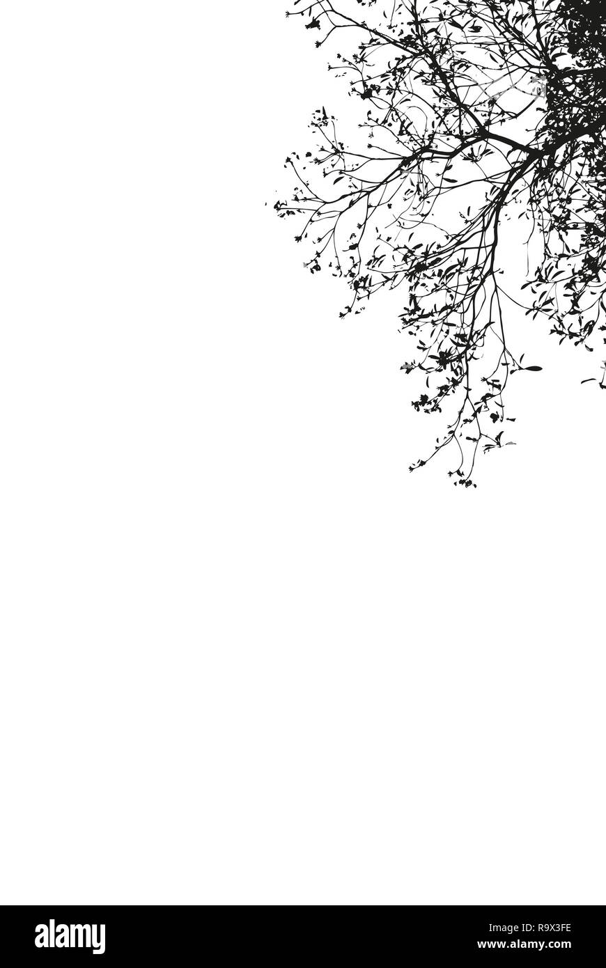 Black Branches of trees on white background Stock Photo - Alamy